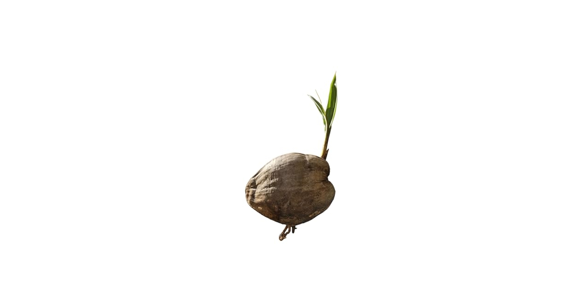🌿 ¡Descubre el Poder del Coco Germinado en la Medicina Alternativa! 🌟