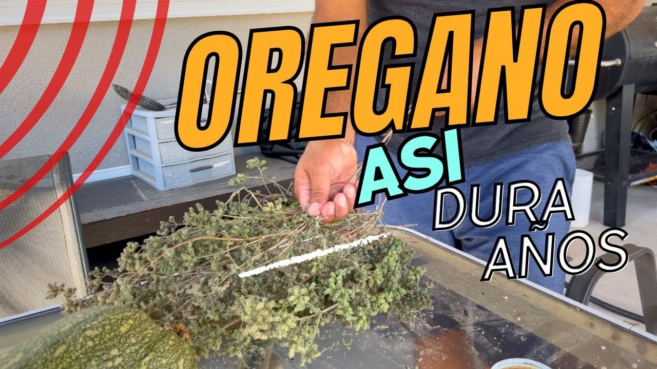 🌿 ¡Descubre el Secreto del Almacenamiento del Orégano Seco! 🌟