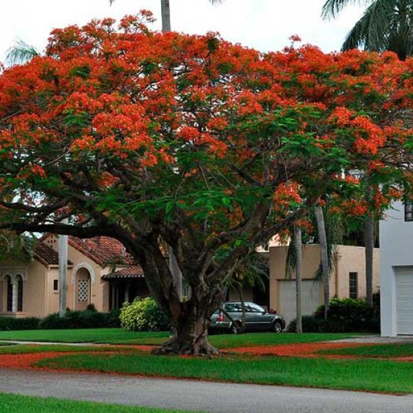 🌿 ¡Descubre las 5 Características Increíbles de las Semillas de ...