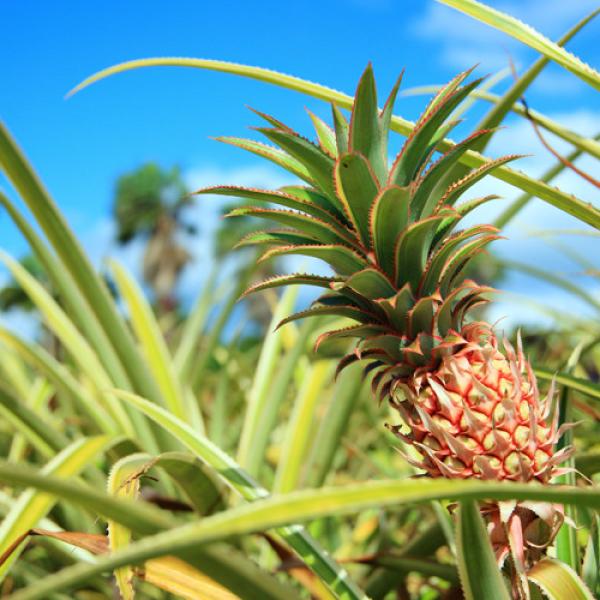 🌿 ¡Descubre las Sorprendentes Adaptaciones de la Planta de Piña! 🍍