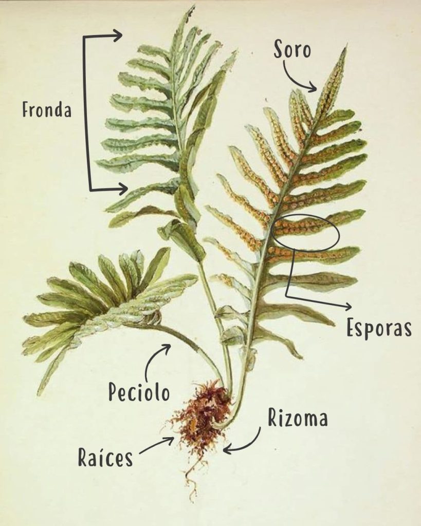 🌿 ¡Descubre las Sorprendentes Características de los Helechos! 🌱