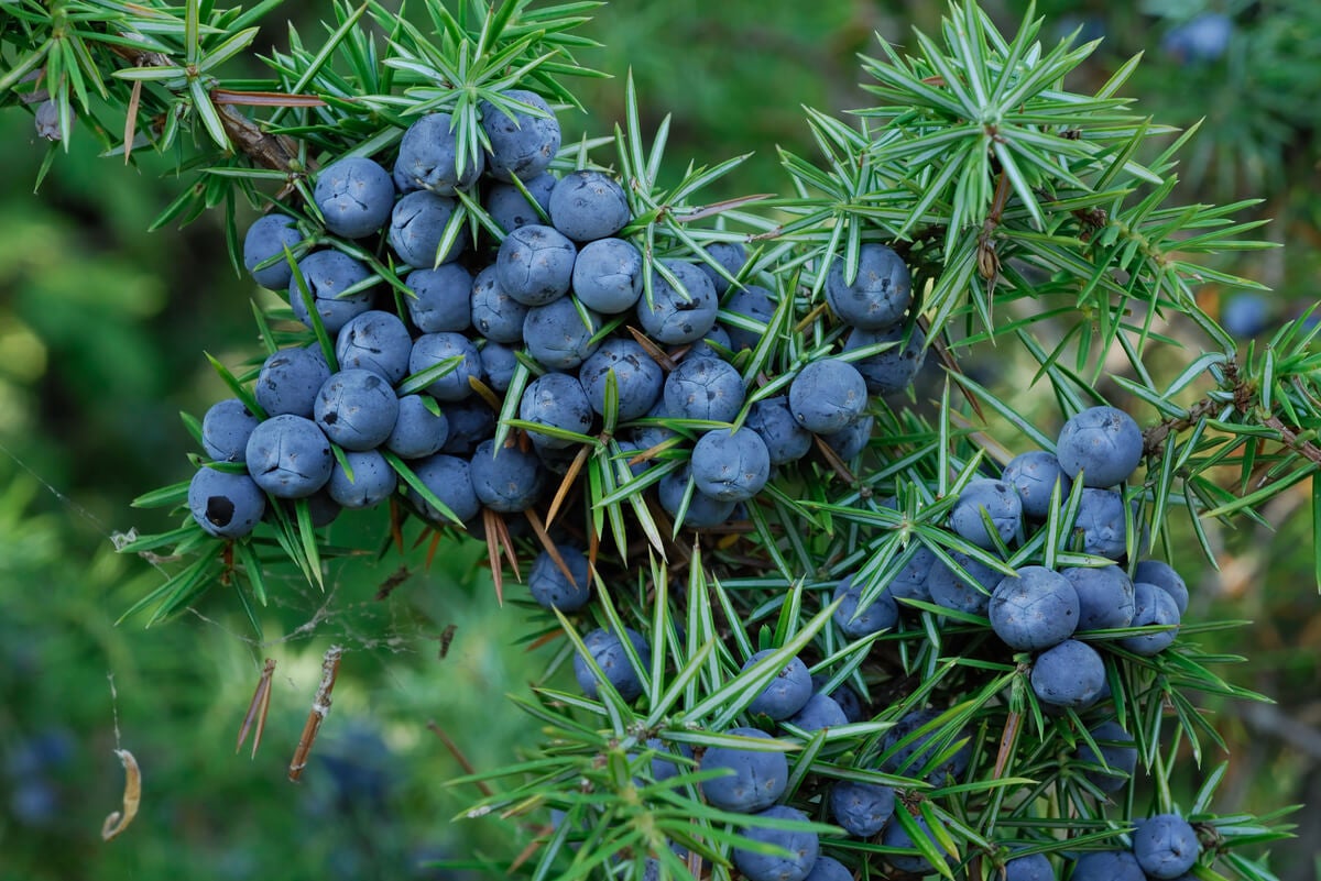 🌿 ¡Descubre las Sorprendentes Características del Enebro Cultivado! 🍇