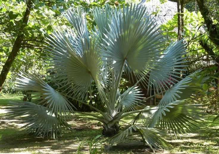 🌿 Descubre las Sorprendentes Características del Palmito y Su Crecimiento 🌱
