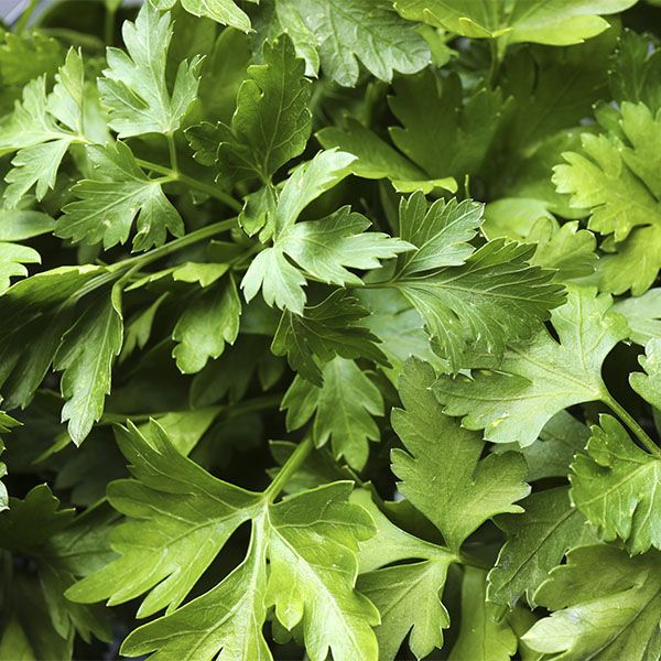 🌿 ¡Descubre las Sorprendentes Características del Perejil en Casa! 🌱