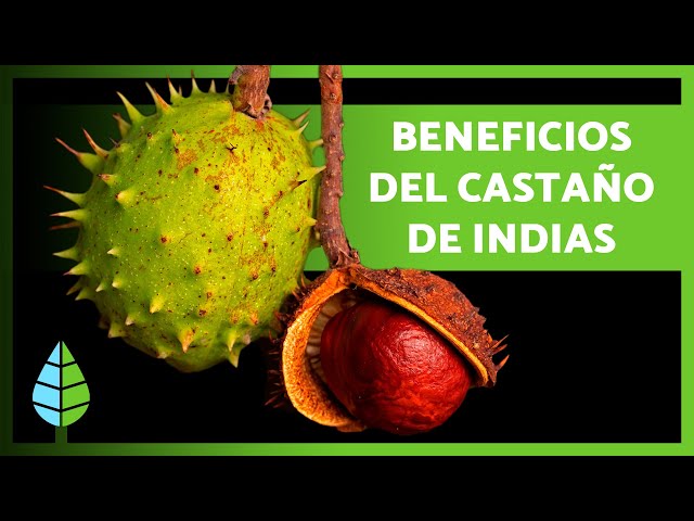 🌿 ¡Descubre las Sorprendentes Propiedades Medicinales del Castaño de ...
