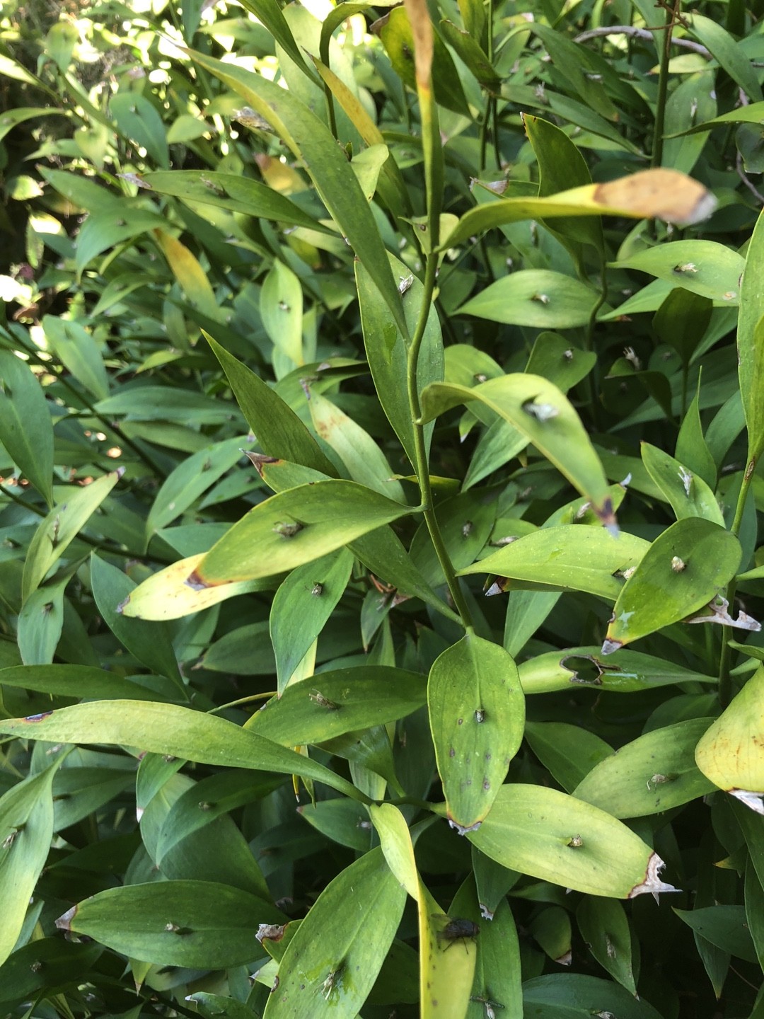 🌿 ¡Descubre los Ajustes de pH Ideales para el Laurel! 🌱