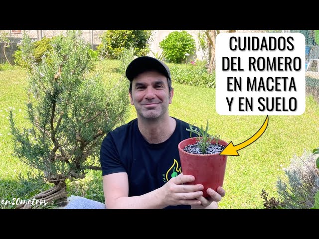 🌿 ¡Descubre los Mejores Ajustes de Riego para Romero en Invierno! ️🪴