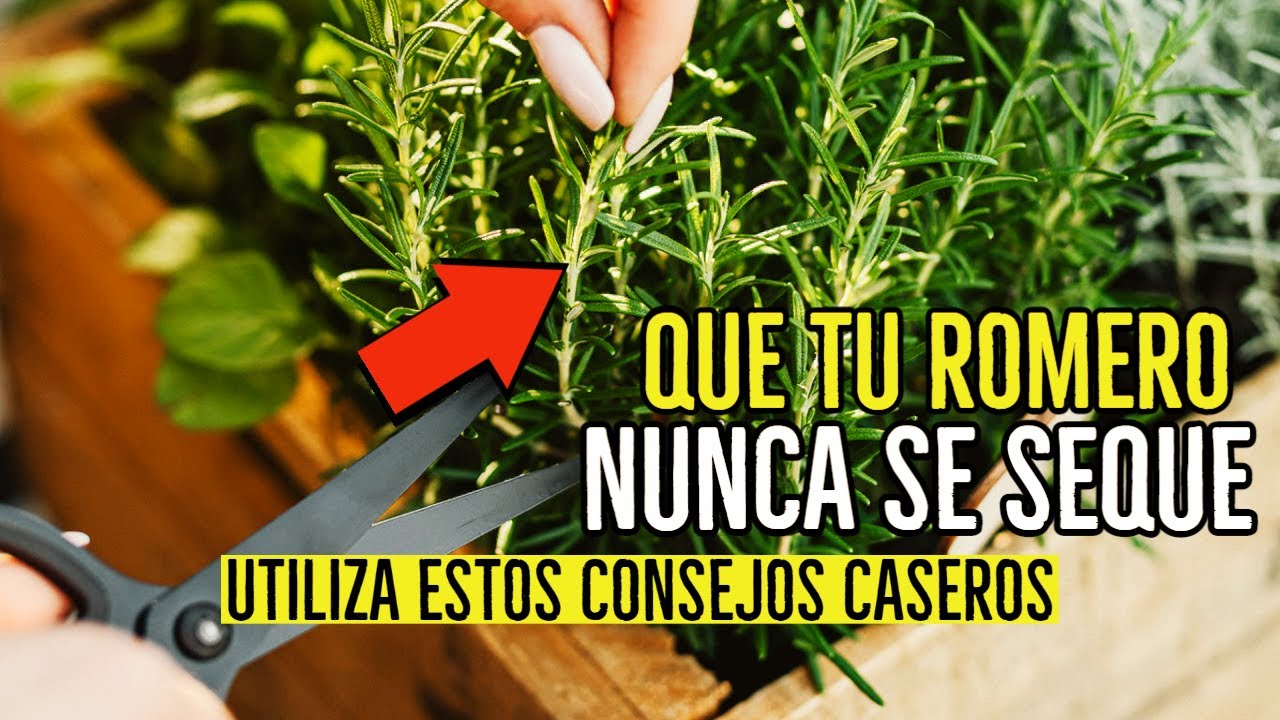 🌿 ¡Transforma tu hogar! Cómo cuidar romero en casa 🌱🌼 - Agricultura urbana