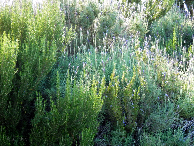 🌿 ¡Transforma tu jardín! Combinaciones de plantas con romero 🌼