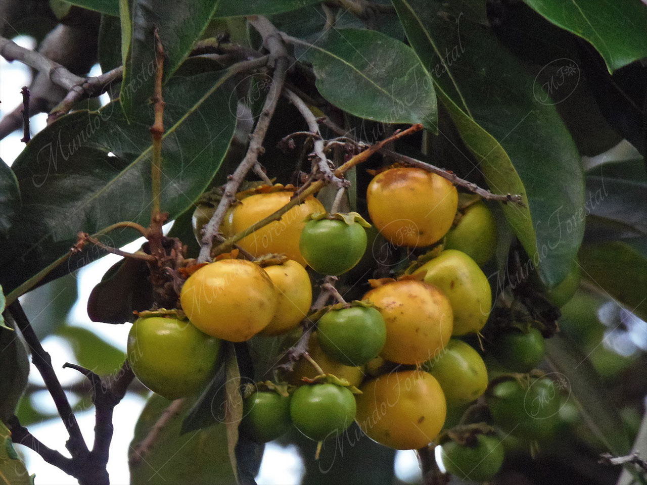 🌿¡Descubre las Sorprendentes Características Botánicas del Nance! 🍒