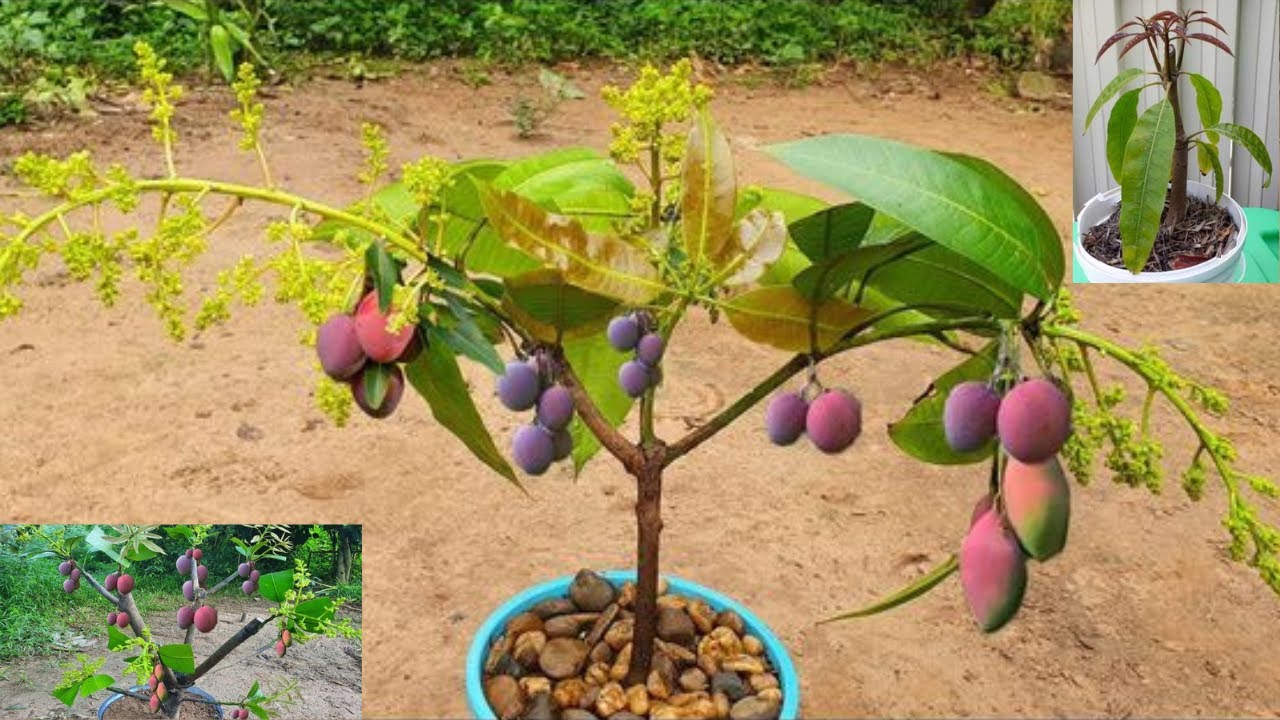 🌿 Clonar un árbol de mango: ¡Descubre lo que necesitas saber! 🍑🌱
