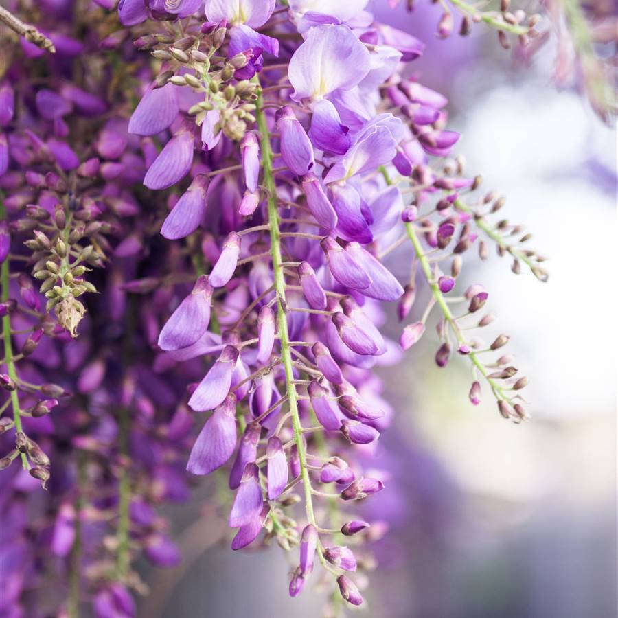 🌿 ¡Descubre el Acodo de Glicina en Otoño! ¿Es Posible? Te Sorprenderá! 🍂🌱