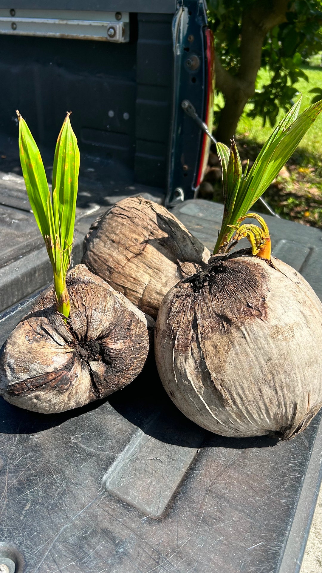 🌿 ¡Descubre el Coco Germinado Orgánico! Dónde Comprar y Sus Increíbles ...