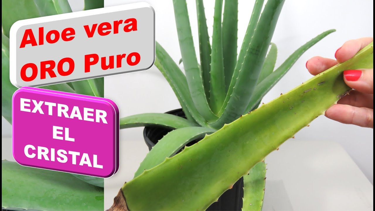 🌿 ¡Descubre el Secreto del Aloe Vera: Sol, Agua y Fertilizante ...