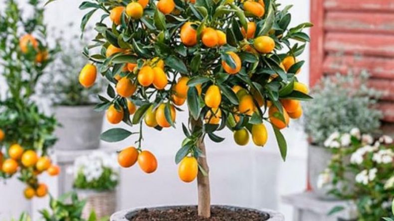 🌿 ¡Descubre las 7 Características de una Planta de Quinoto Saludable! 🍊