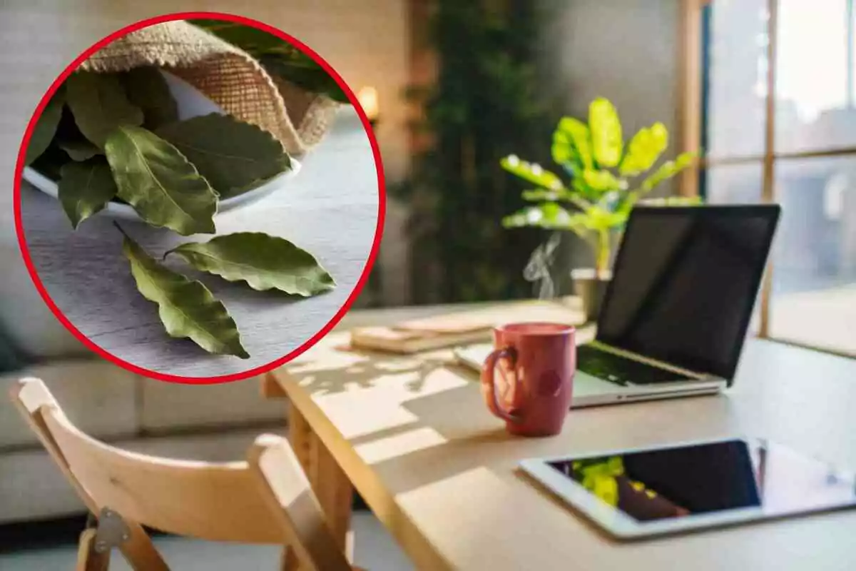 🌿 ¡Descubre las Colocaciones de Laurel que Potencian tu Suerte! 🍀🔮