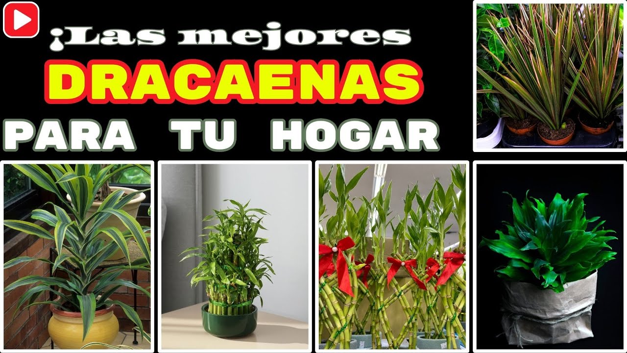 🌿 ¡Descubre las Mejores Combinaciones de Plantas para Dragón! 🐉🌱