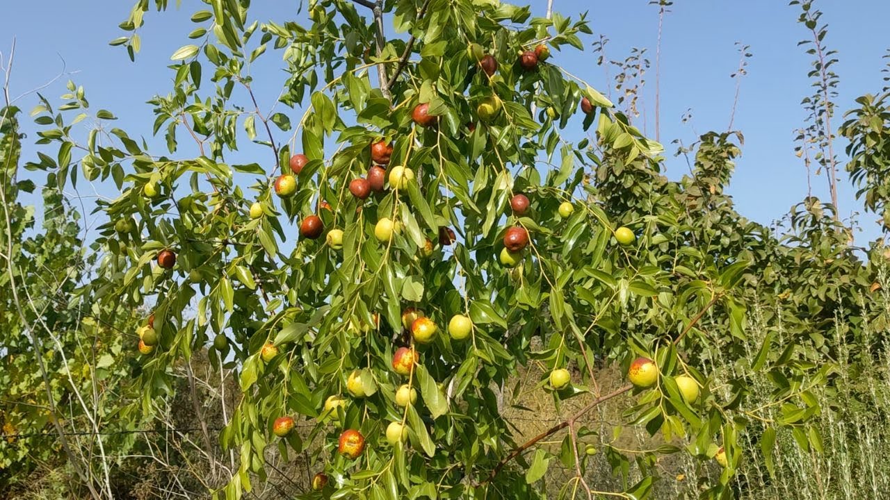 🍃 ¡Descubre el Secreto del Azufaifo en tu Huerto Familiar! 🥳🌱