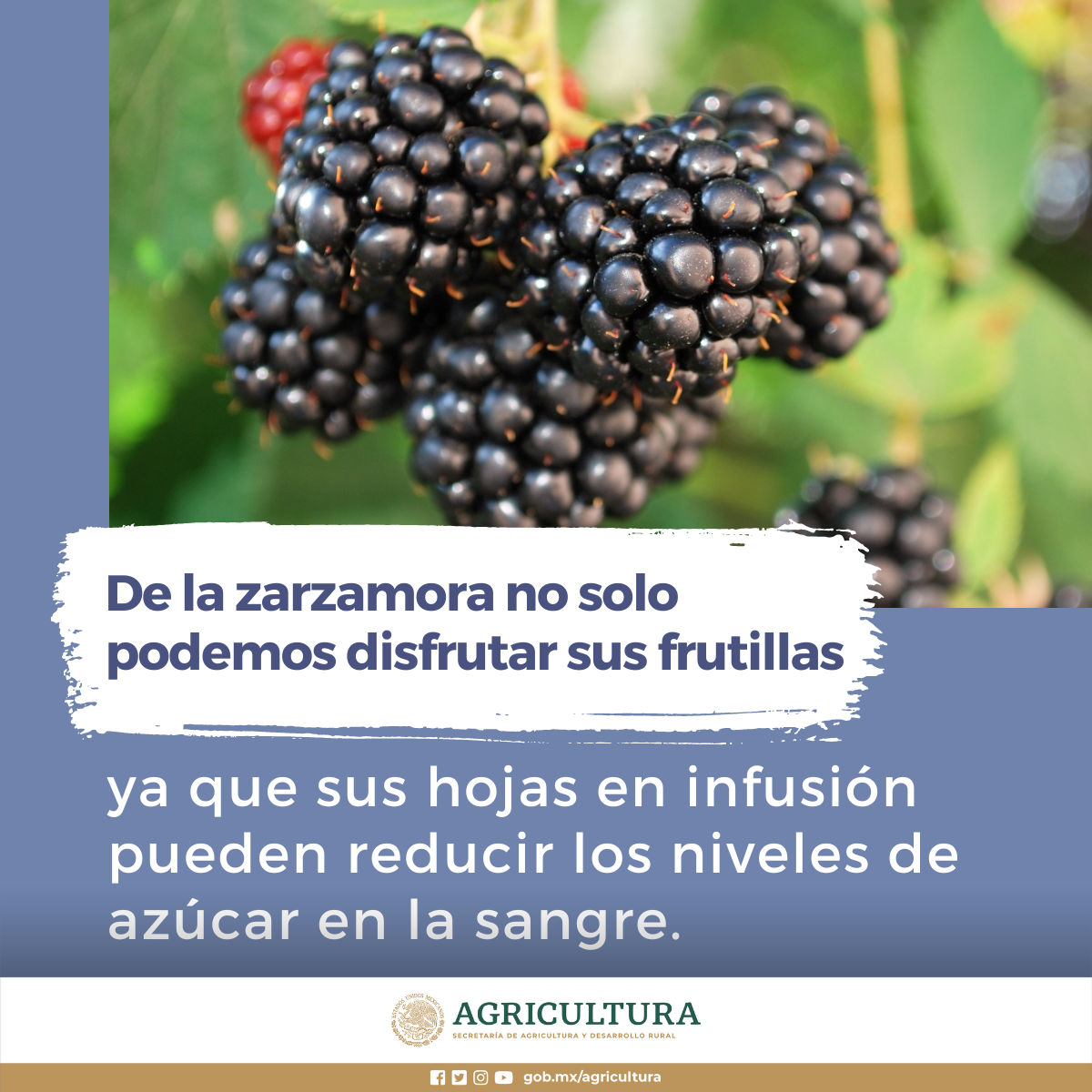 🍇 ¡Descubre las Sorprendentes Características de la Zarzamora! 🌿