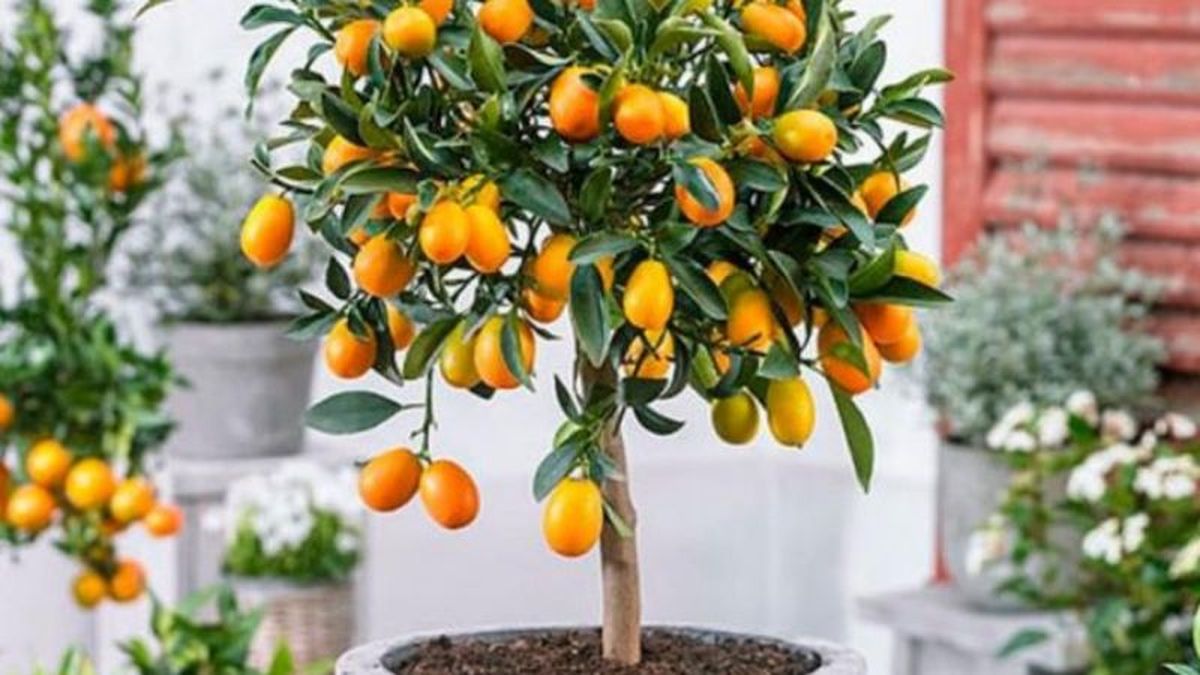 🍊 ¡Descubre la Asombrosa Calidad del Quinoto! ⏳ Tiempo de Cosecha Revelado!