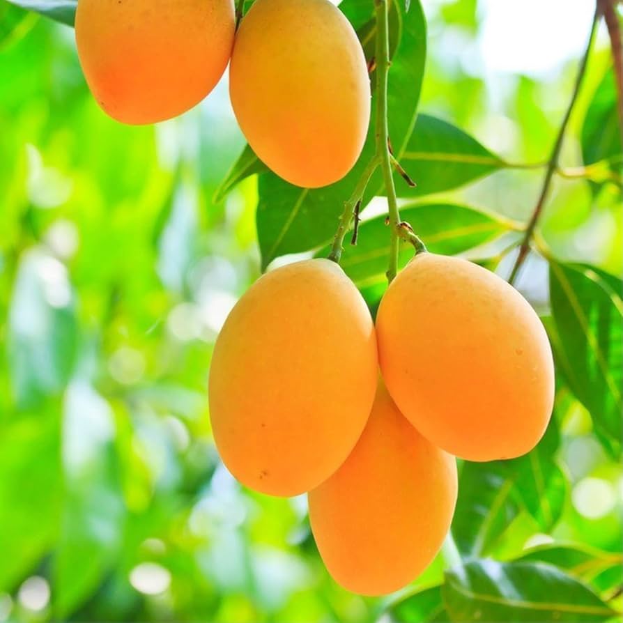 🍑 ¡Descubre la Increíble Calidad del Mango y su Semilla! 🌟