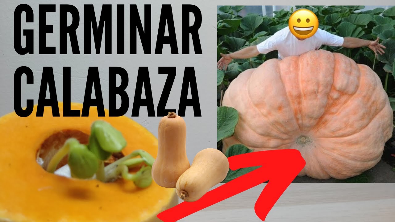🎃 ¡Descubre el Secreto de la Germinación Óptima de Calabaza! 🌱