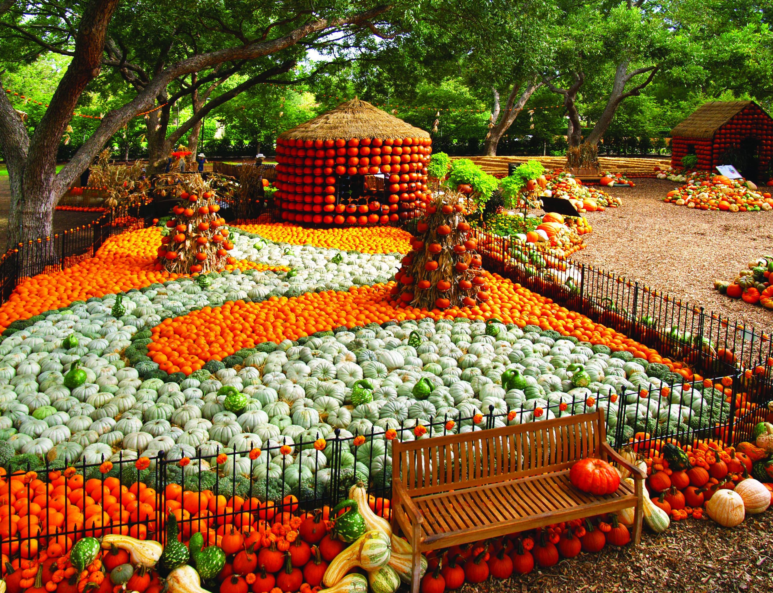 🎃 ¡Descubre la Magia de las Calabazas: Biodiversidad en Tu Jardín! 🌱