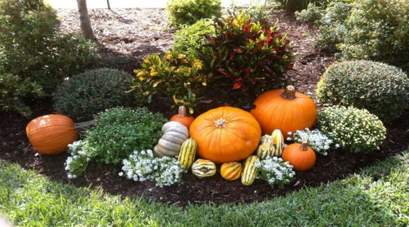 🎃 ¡Transforma tu jardín! Calabazas: posición y espacio perfectos 🌱