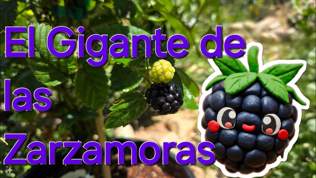 💥 ¡Zarzamoras GIGANTES! 🍓 Abonos SECRETOS para una cosecha INCREÍBLE