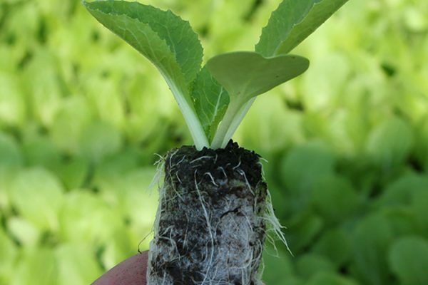 💧 ¡Descubre el Agua Ideal para Riego de Pellets Jiffy! 🌱 Tips Esenciales