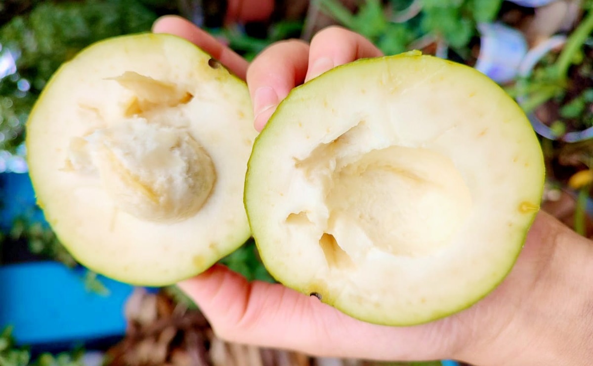 🔥 ¡Descubre la Mejor Cocción del Zapote Blanco Antes de Congelar! 🍈