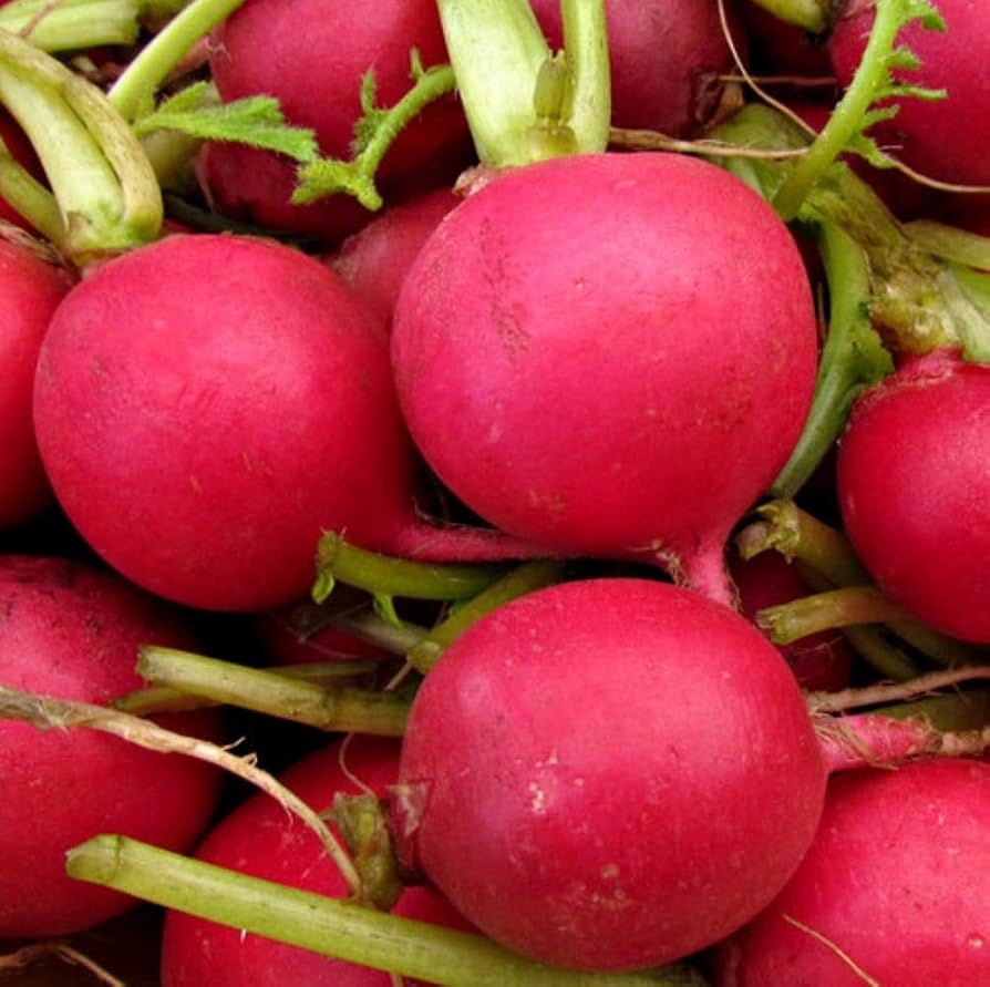 🔥 ¡Rábanos GIGANTES! La TEMP. SECRETA 🤫 para su cultivo 🌱