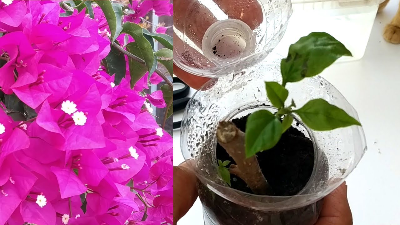 🔥16 Pasos: Buganvillas ¡Desde Esqueje a Flor! 😍