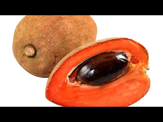 🗃️ ¡Descubre el SECRETO del Almacenamiento Correcto del Zapote Maduro! 🍐