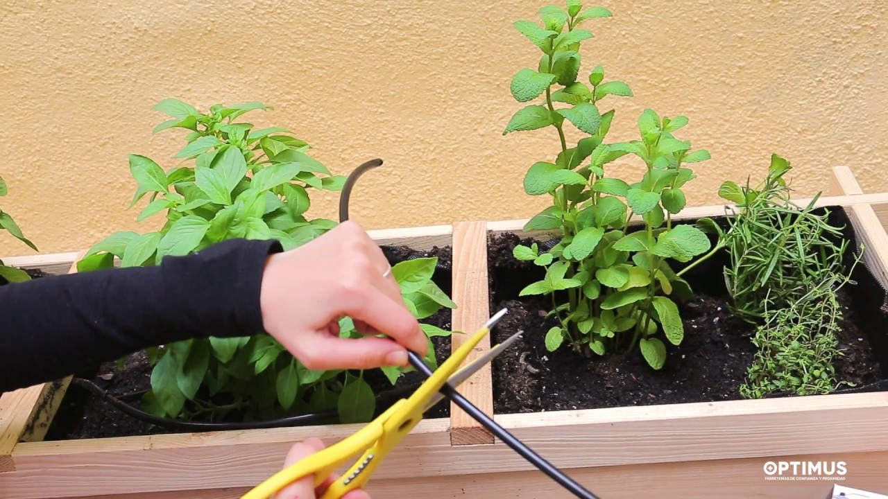 ¡😱 5 Trucos para Regar Semillas (SIN MATARLAS!) 🌱💦