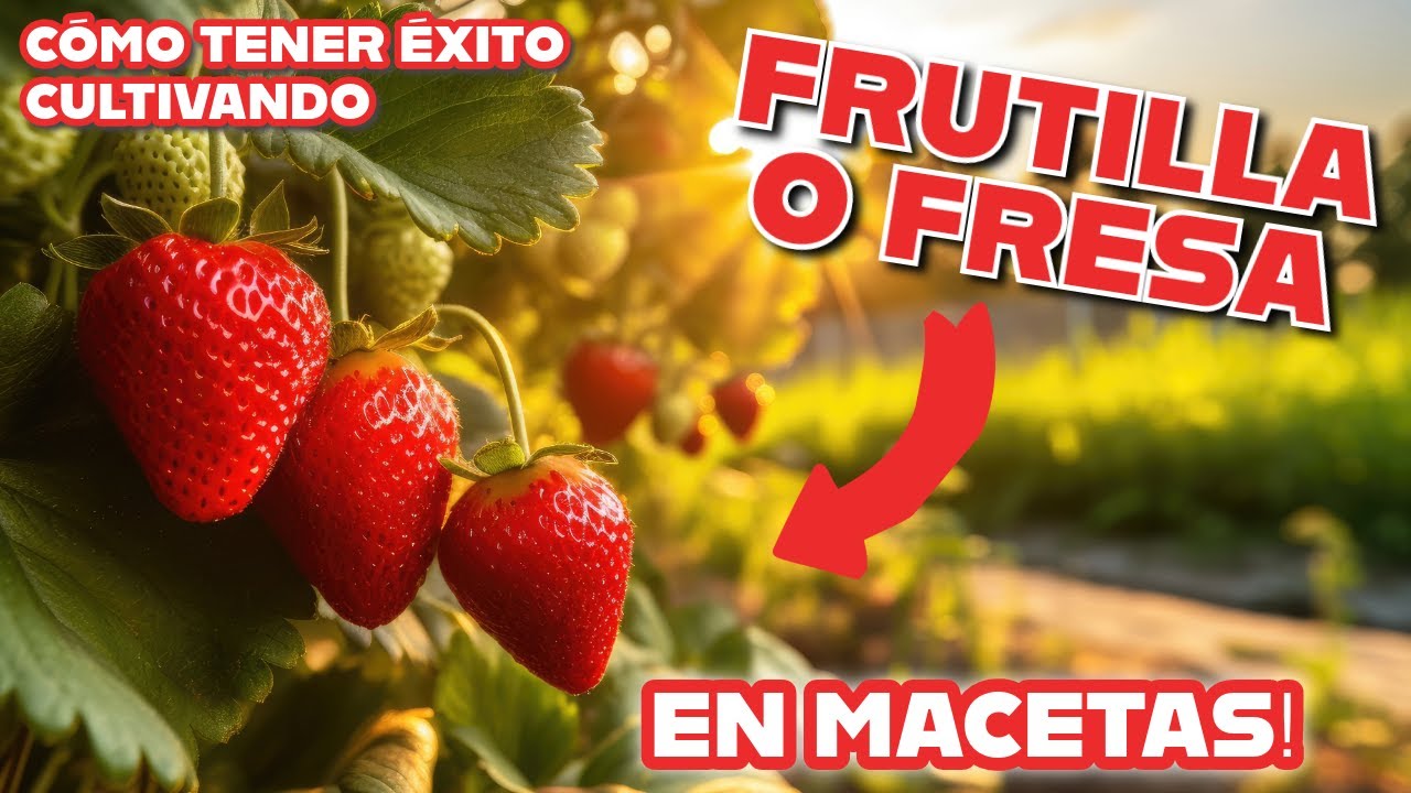 ¡😱 A Verónica le ENCANTA la tierra HÚMEDA para fresas! 🍓 Descubre su ...
