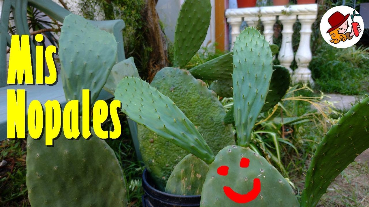 ¡😱 Abonados para Crecimiento RAPIDO de Nopal! 🌵🚀