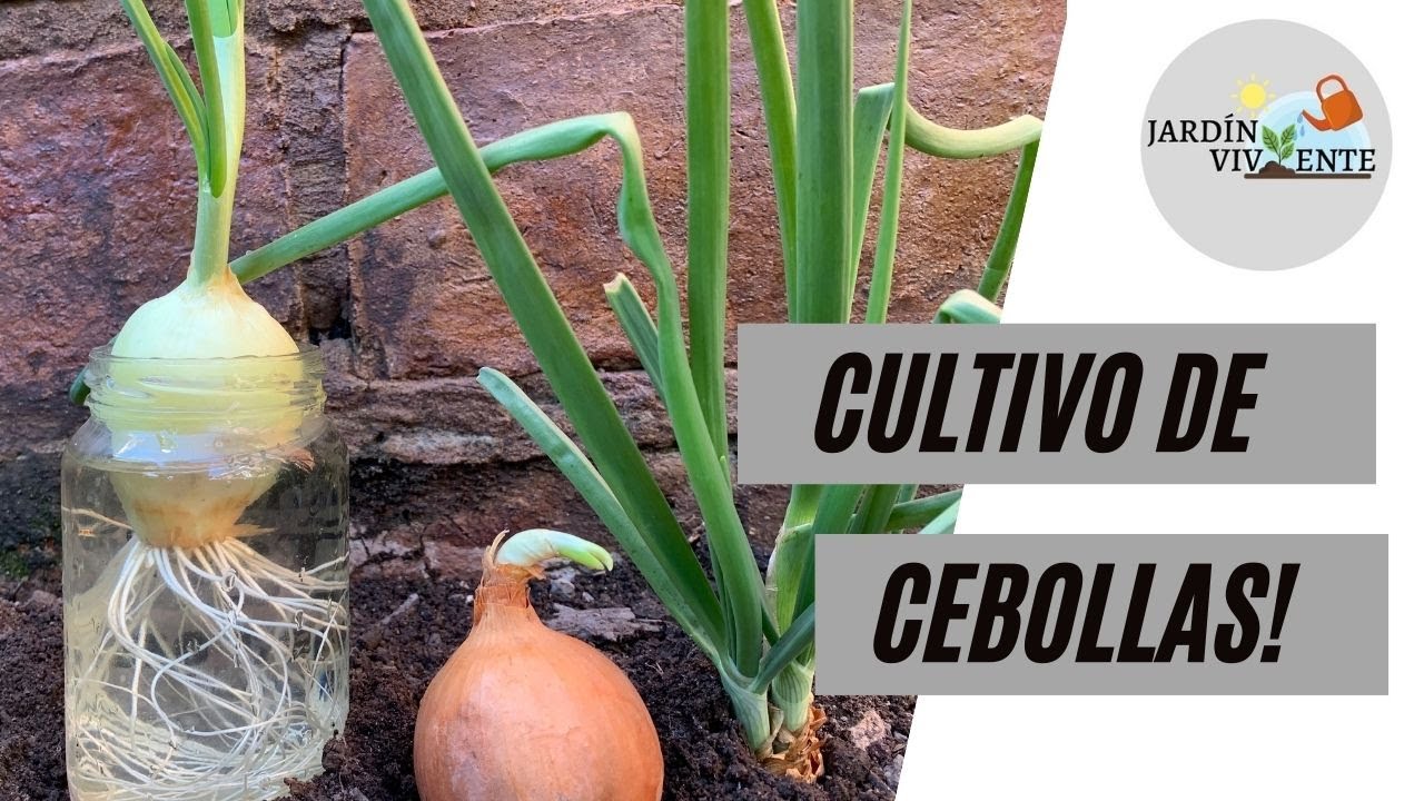 ¡😱 Abonar Cebollas Hidropónicas: Trucos 🌱para una Cosecha INCREÍBLE!