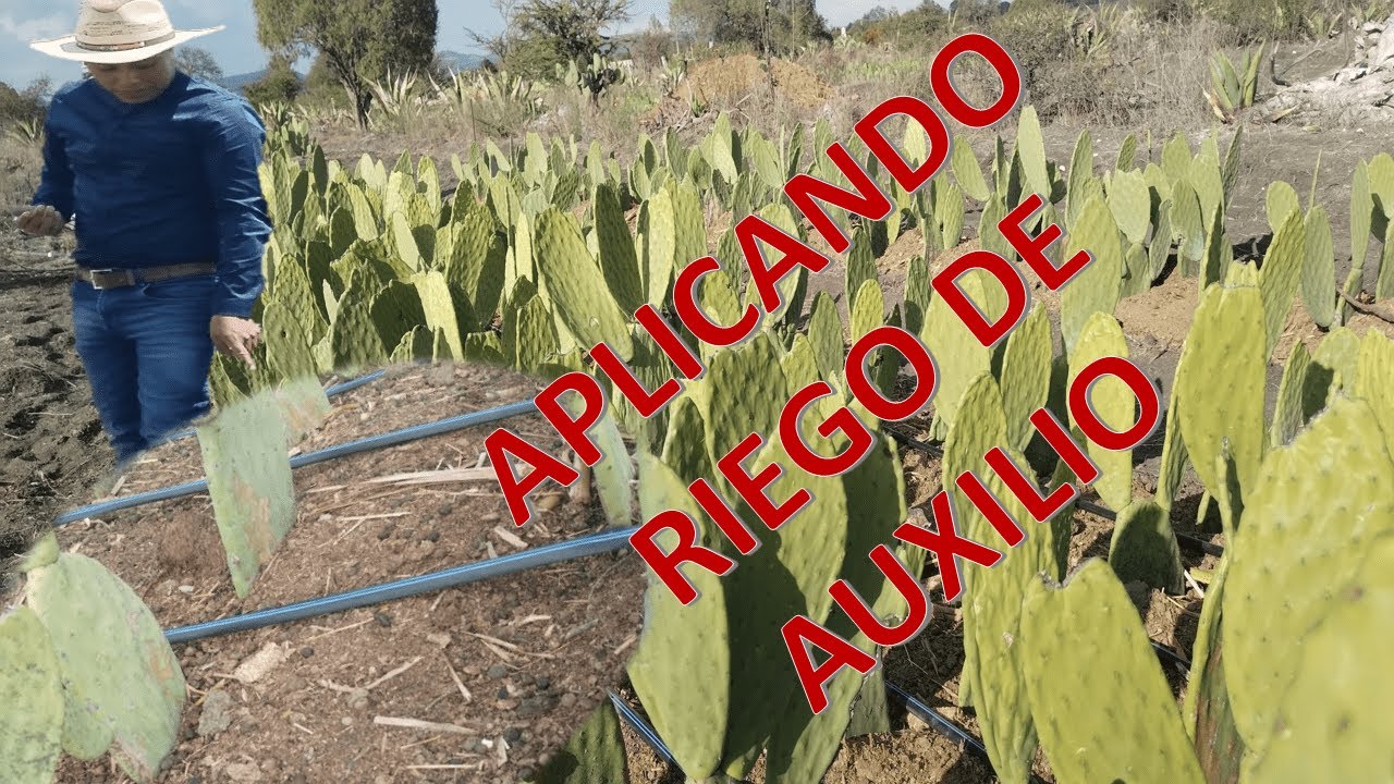 ¡😱 Abonar nopal: ¡ANTES o DESPUÉS del riego? 💦 La respuesta te sorprenderá!