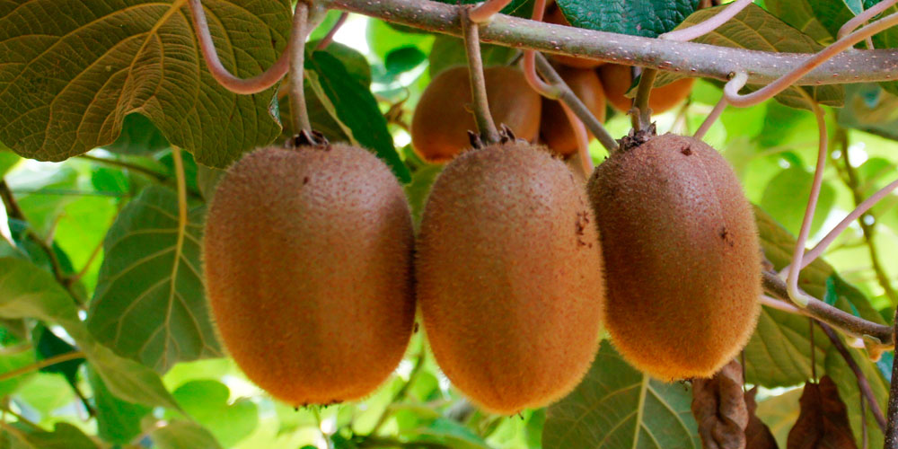 ¡😱 Abono para Kiwi en Invierno: ¡Truco SECRETO para una cosecha ...