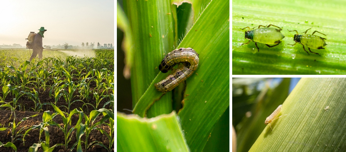 ¡😱 Minimiza Plagas en tu Maíz! 🌽 Distancia IDEAL Revelada ️