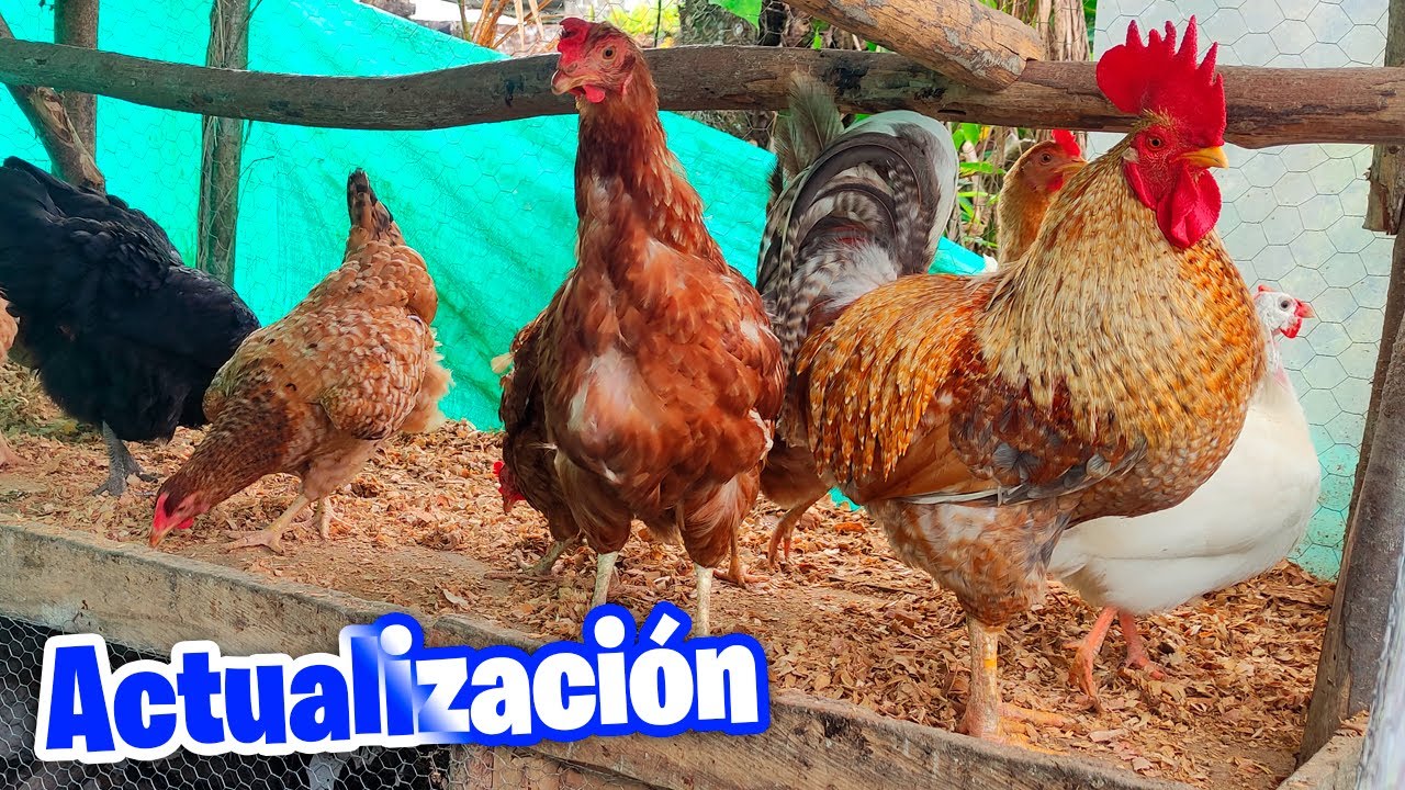 ¡😱Gallinas en acción! 🐔 ¿A qué hora madrugan? ¡Descúbrelo!