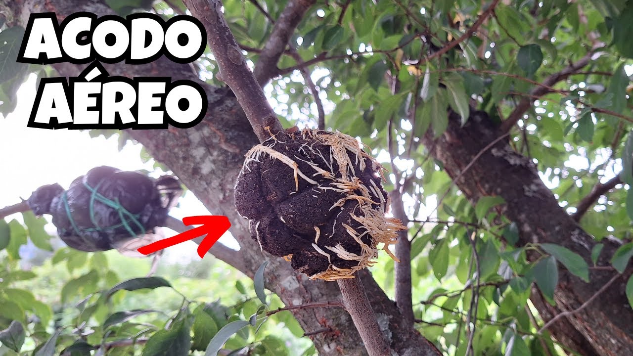 🚀 ¡Descubre las Claves del Éxito del Acodo Aéreo RÁPIDO y FÁCIL! 🌿