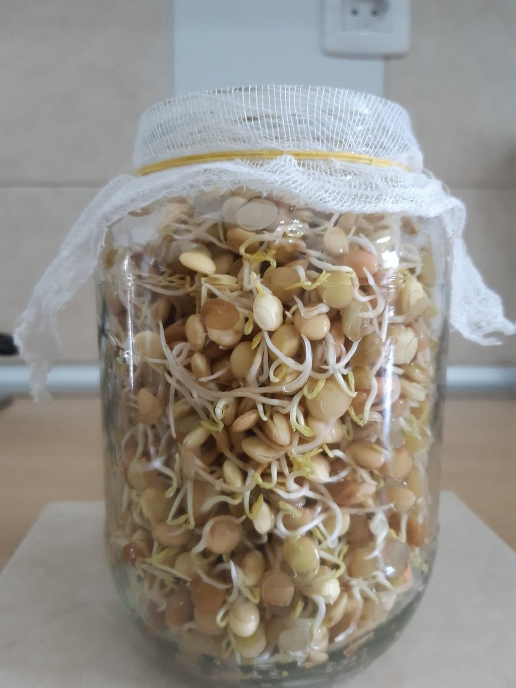 ¡🚀Germinando Lentejas? ¡Mira ESTOS Accesorios! 🌱 frasco