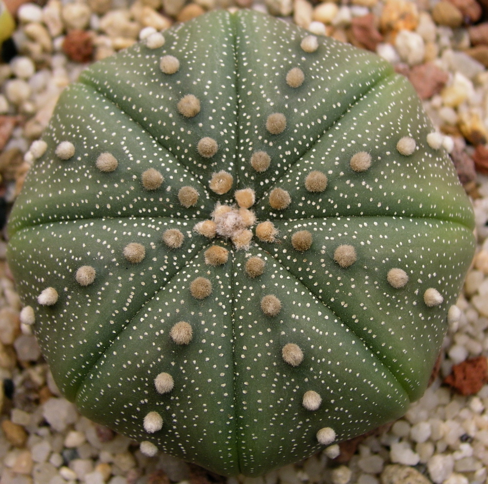 🚨 ¡Descubre los Ciertos Peligros del Peyote Falso! 🪴 ¡Increíble!
