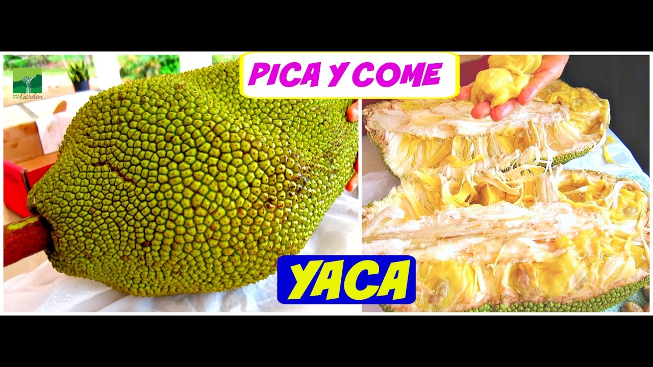 🚫🥭 ¡Descubre las Comidas que NO Combina con la Yaca! 🍽️