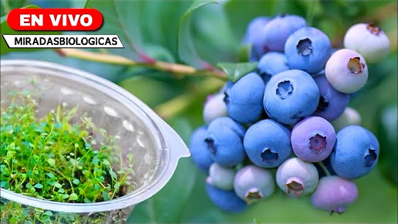 ¡🤯 68: El Secreto del Arándano! 🫐 Tiempo de Cosecha REVELADO 🤫