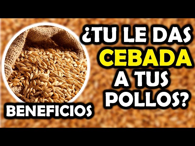 🥇 ¡Descubre Cómo la Cebada Mejora el Bienestar de tus Gallinas! 🌾🐔