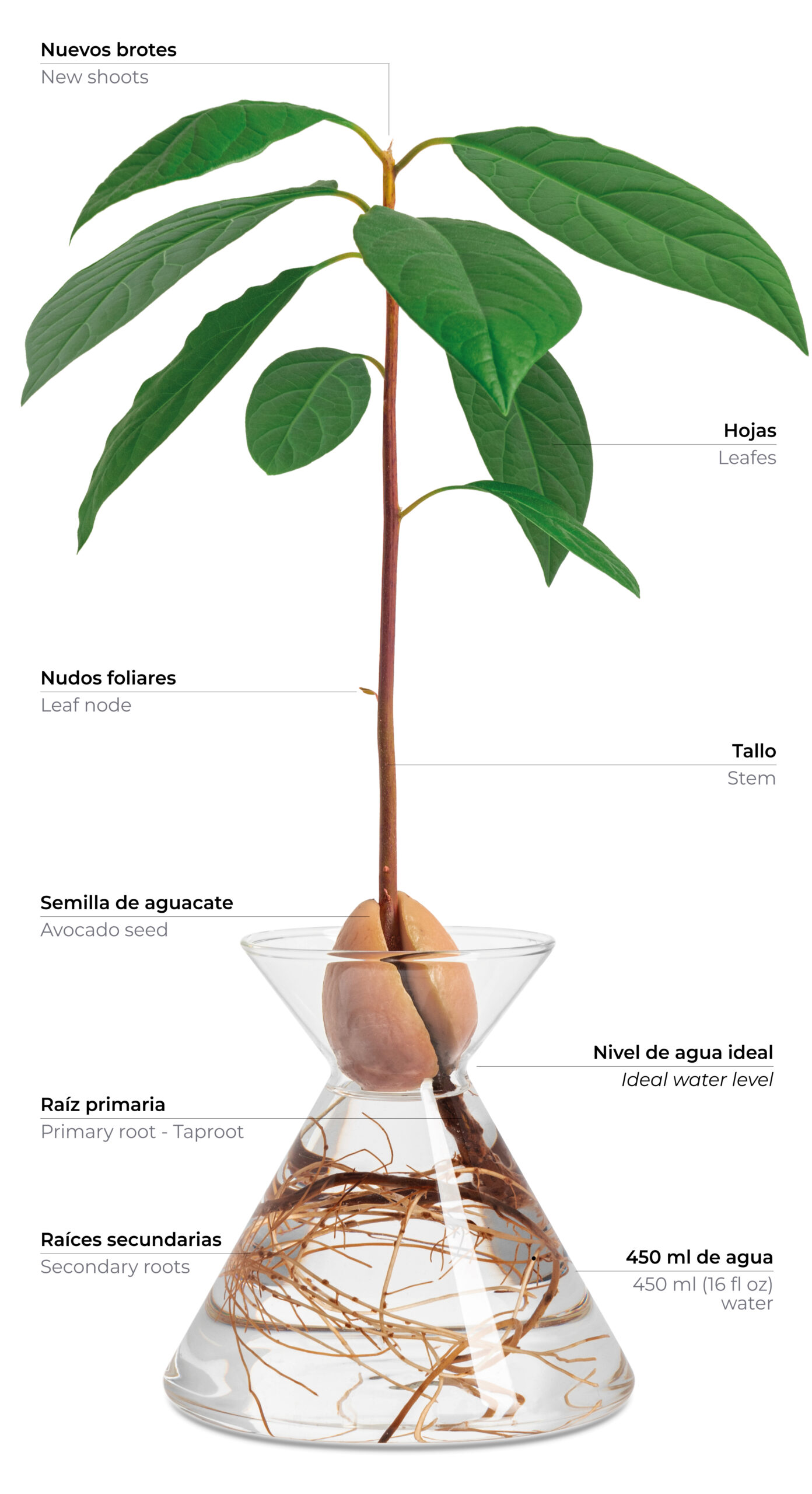 рџґ вўdescubre El Secreto Del Aguacate Profundidad De Raг Ces Y Espacio рџњ