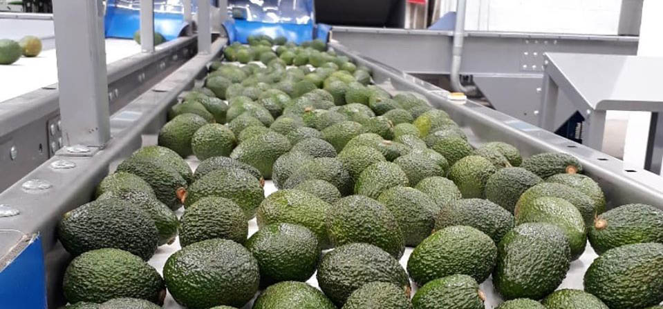 🥑 ¡Descubre la Refrigeración Óptima del Aguacate! 🌟 ¡No lo desperdicies!